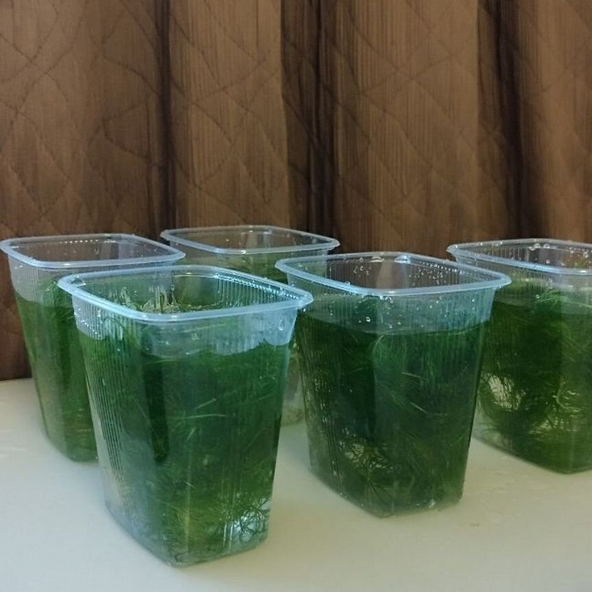 Роголистник в аквариум