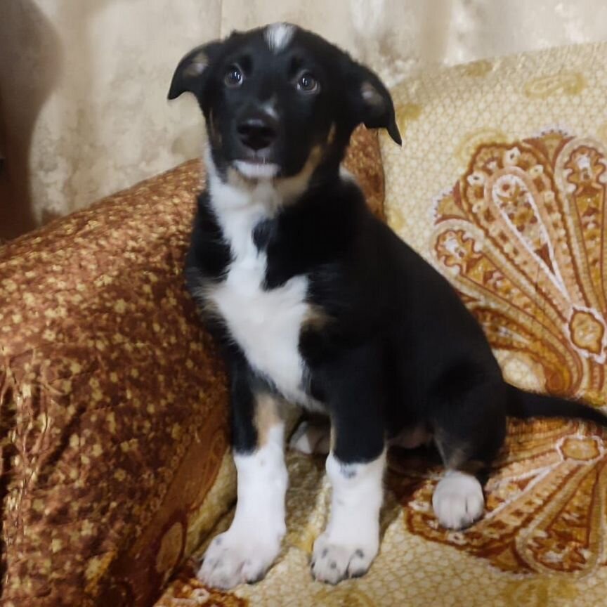 Щенкам по 2,5 мес нуждаются в семье