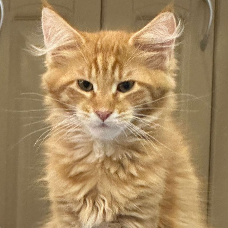 Котята мейн-кун