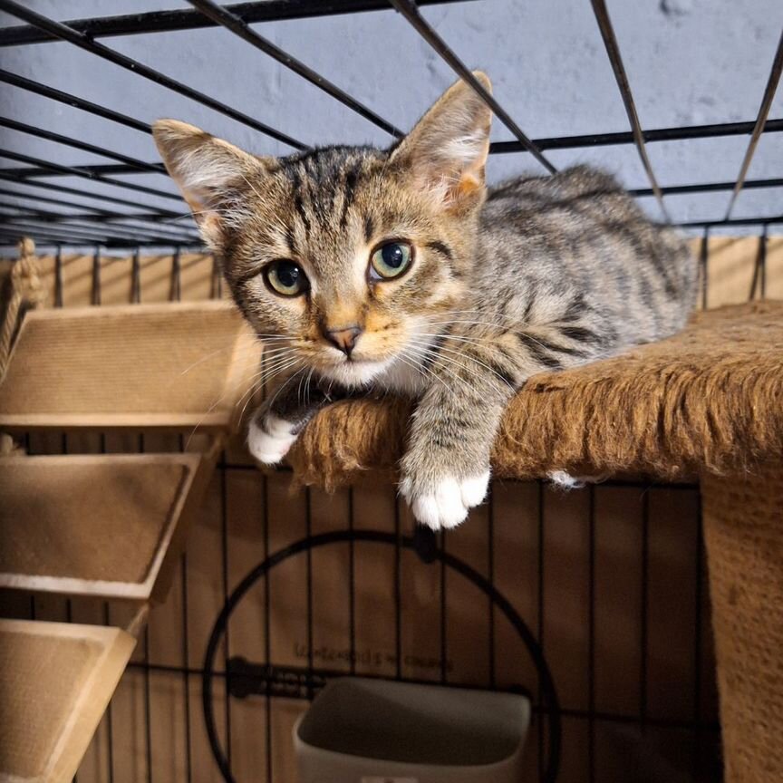 Котёнок из приюта, девочка, 2 мес. Бесплатно