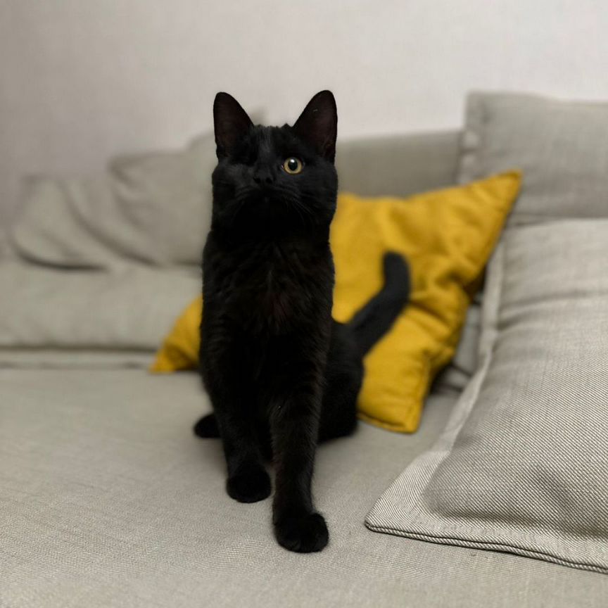 Котята в дар