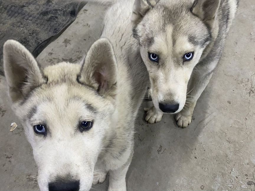 Сибирский хаски