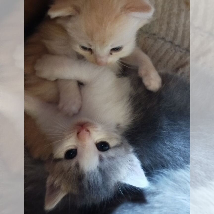 Котята