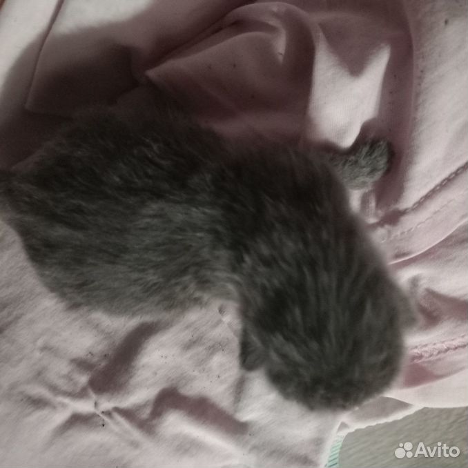 Нужна кормящая кошка