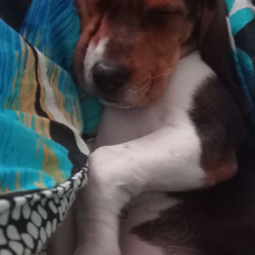 Эстонская гончая щенки