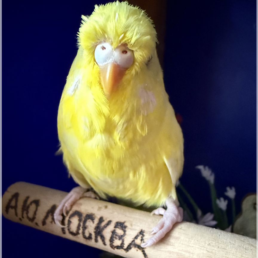 Попугай ввп-чехи,самец и самка