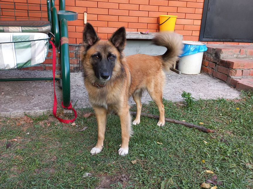 Собака ищет хозяина