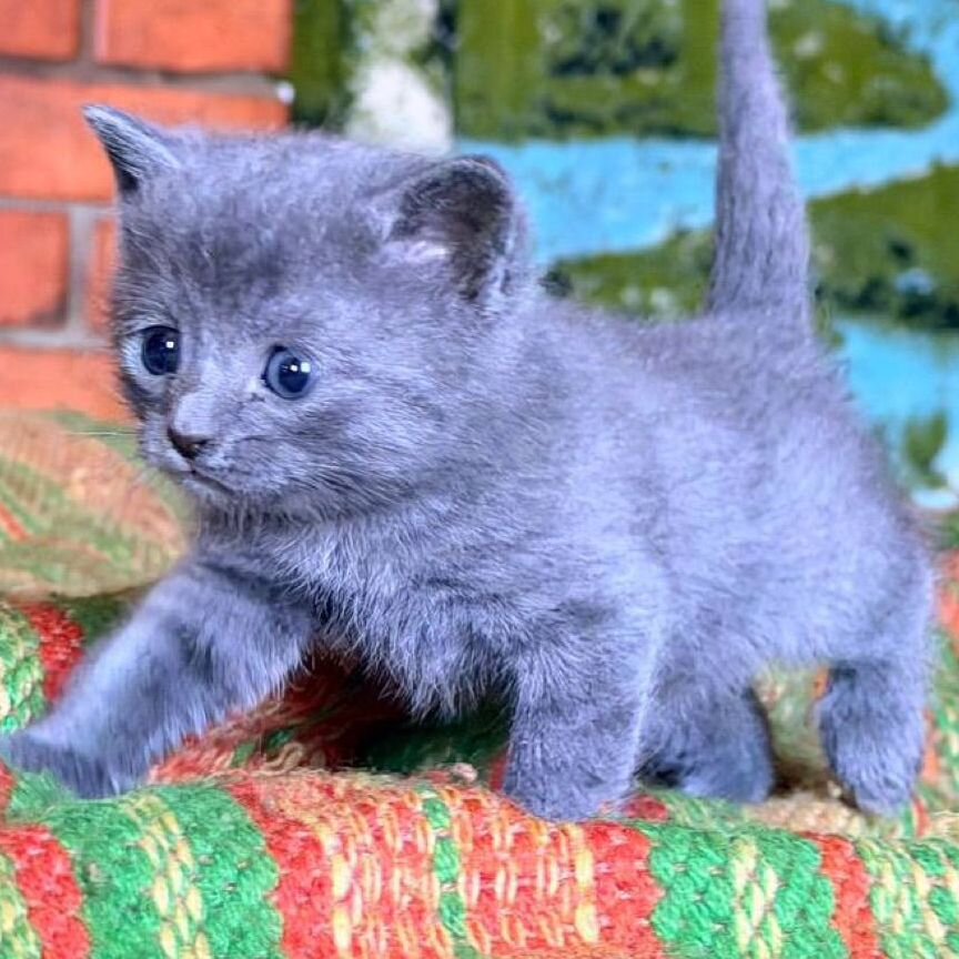 Русский голубой котёнок