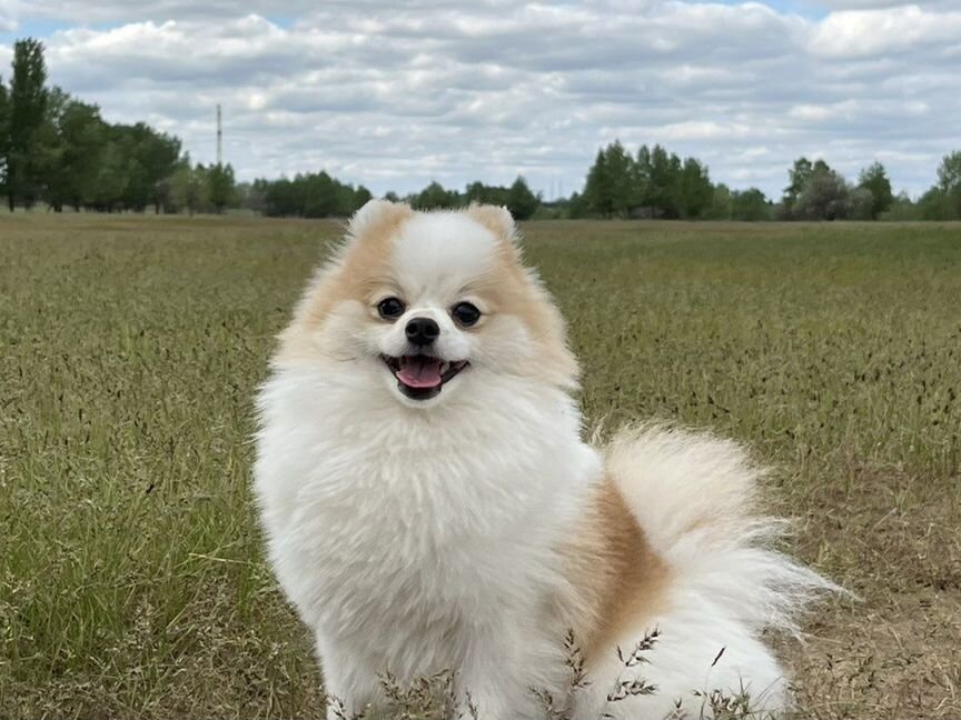 Померанский шпиц вязка мальчик