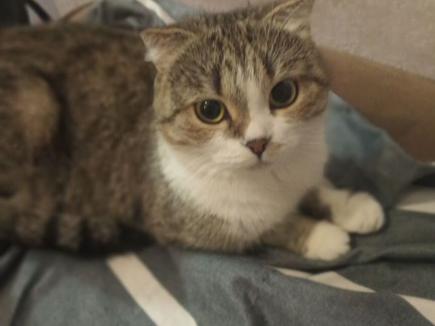 Шотландская кошка