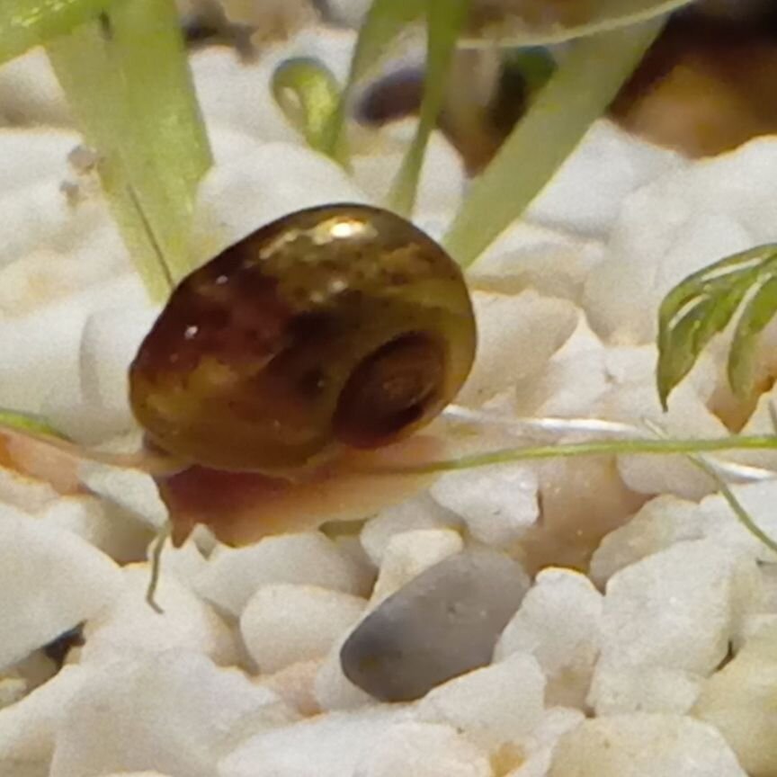 Улитки катушки бесплатно