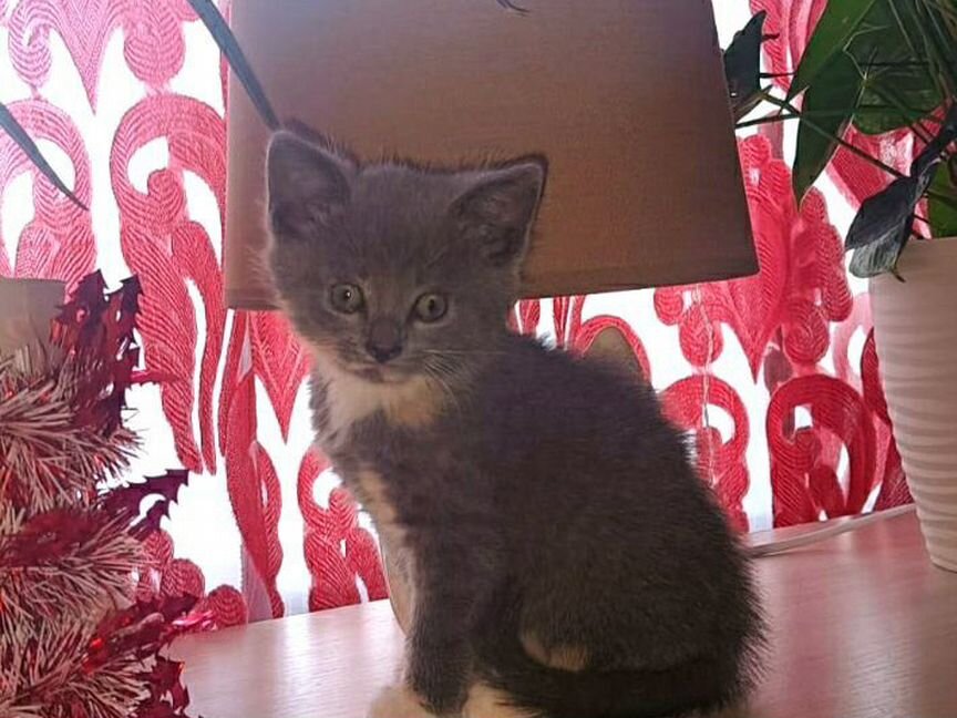 Котёнок девочка