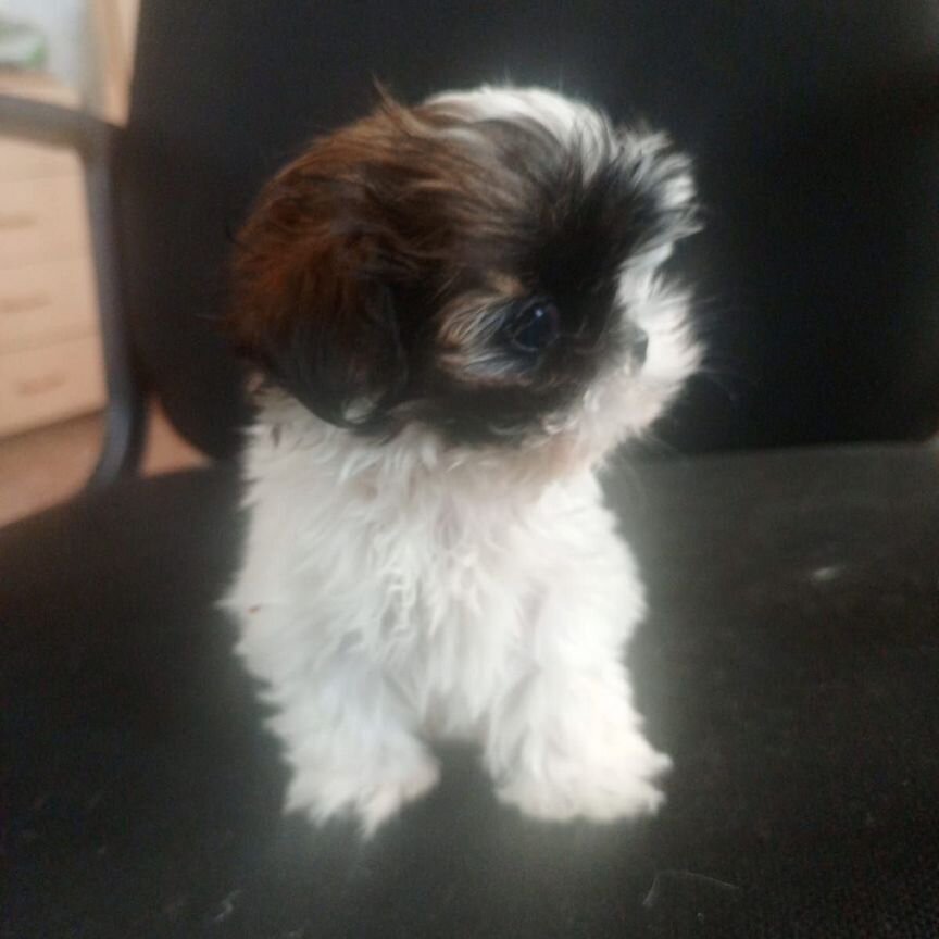 Ши тцуля мини