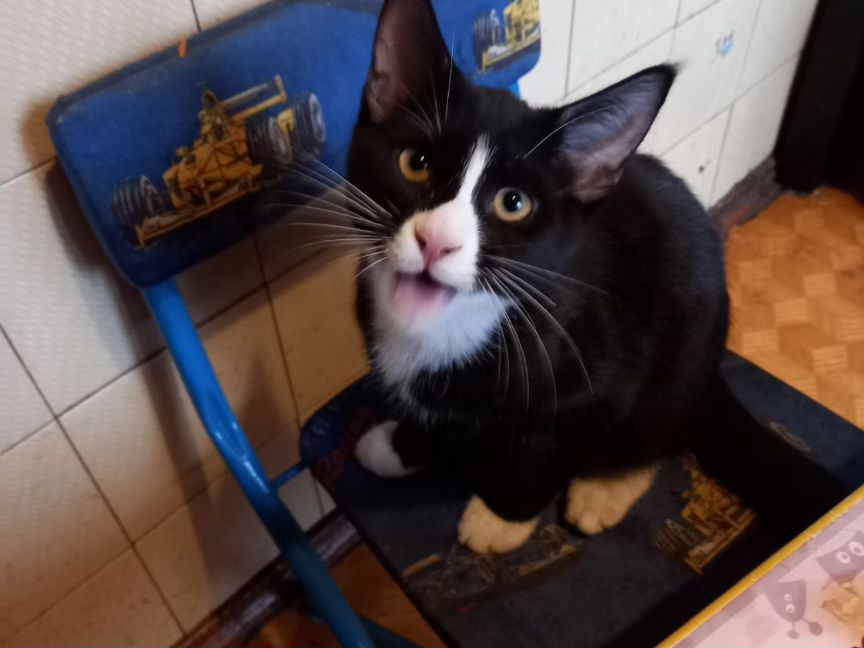 Котик