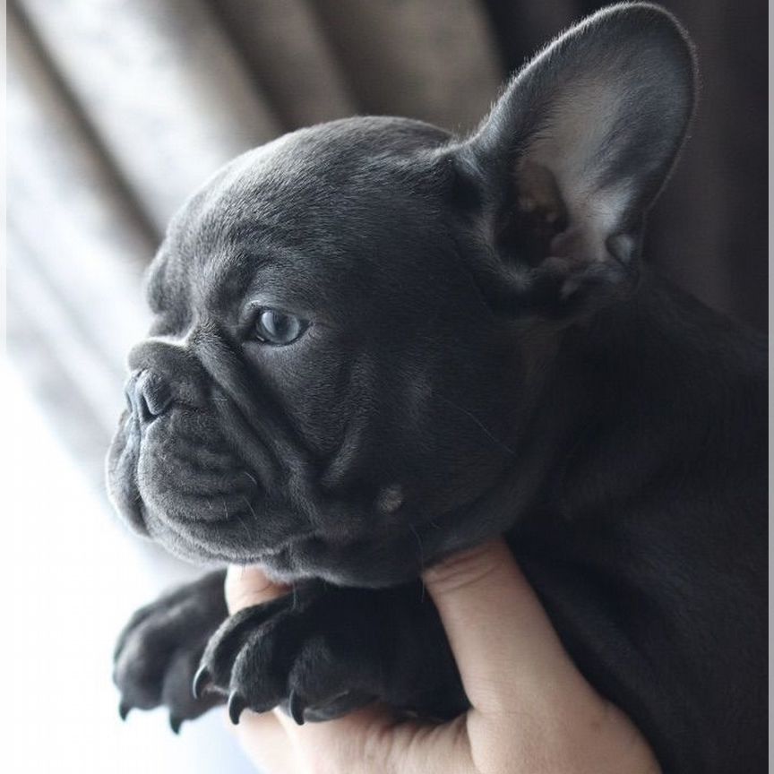 Французский бульдог голубой