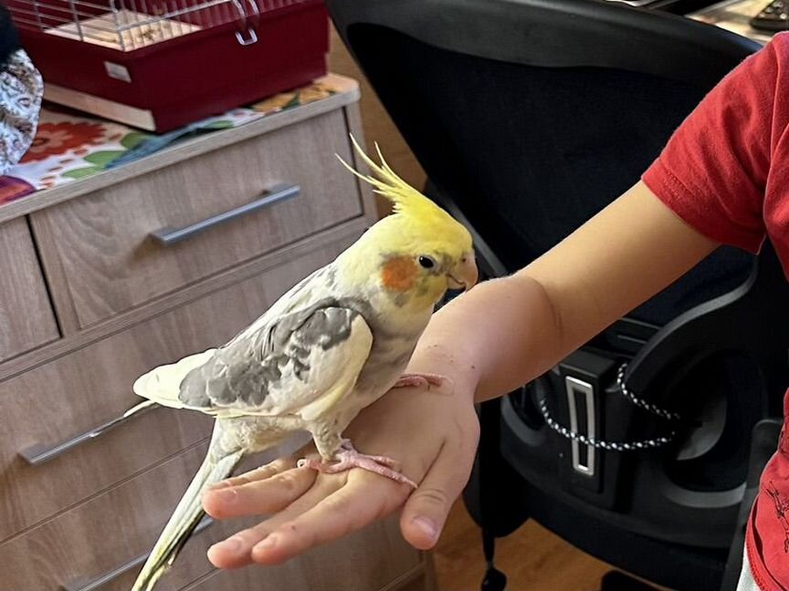 Попугай корелла ручной