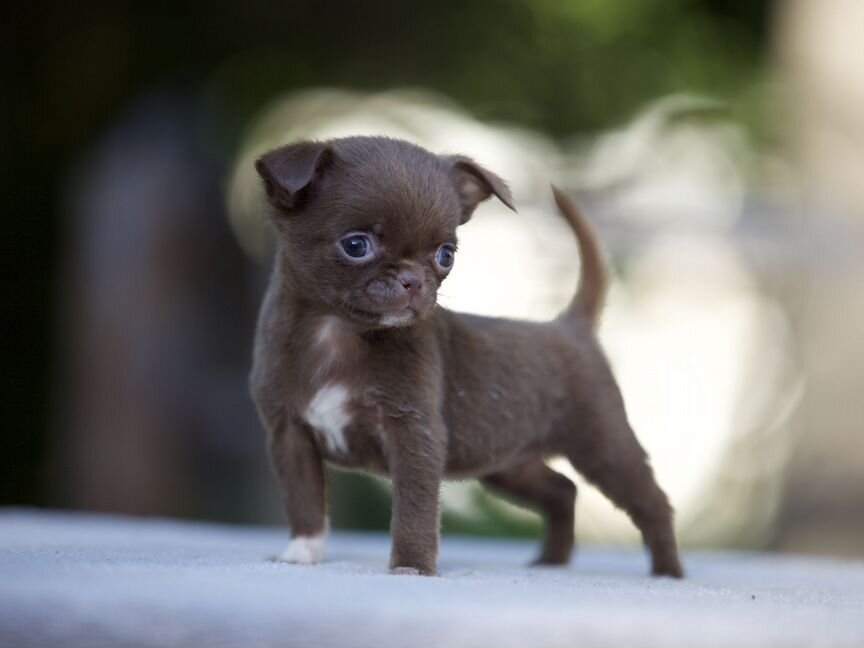 Щенки чихуахуа