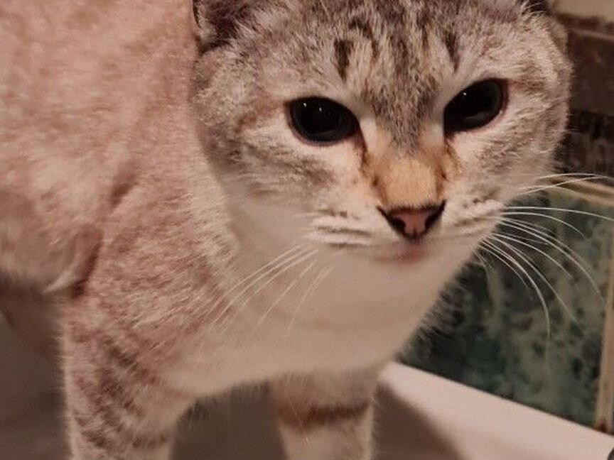 Сиамский котёнок 5 месяцев