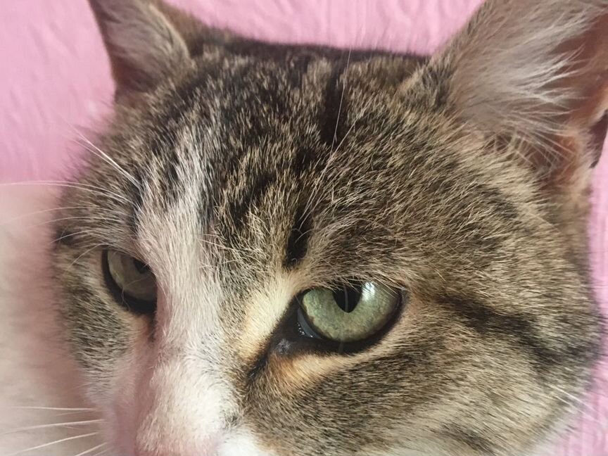 Кошечка ждёт семью