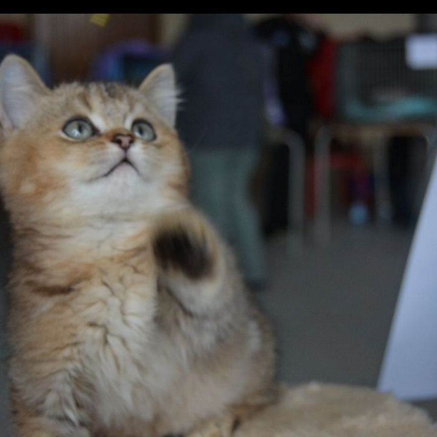 Манчкин, золотой