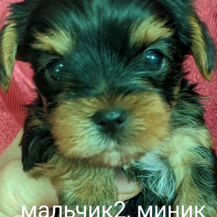 Йоркширский терьер щенки