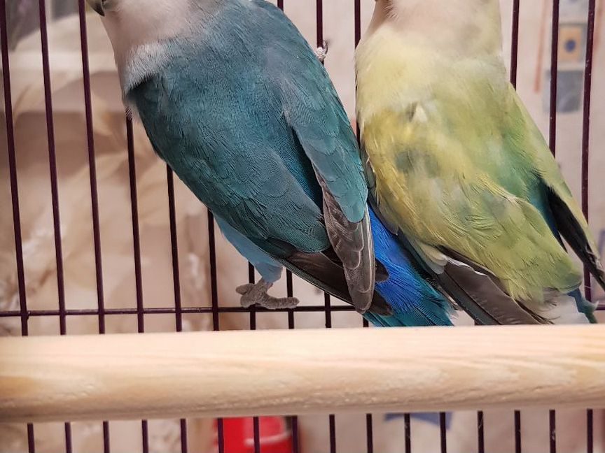 Разводная пара неразлучников