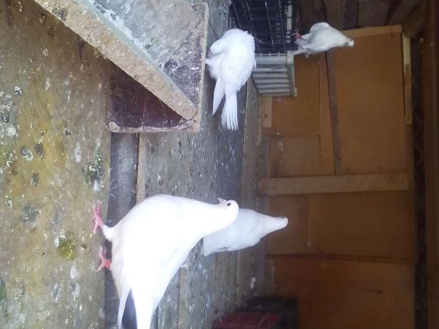 Голуби домашние