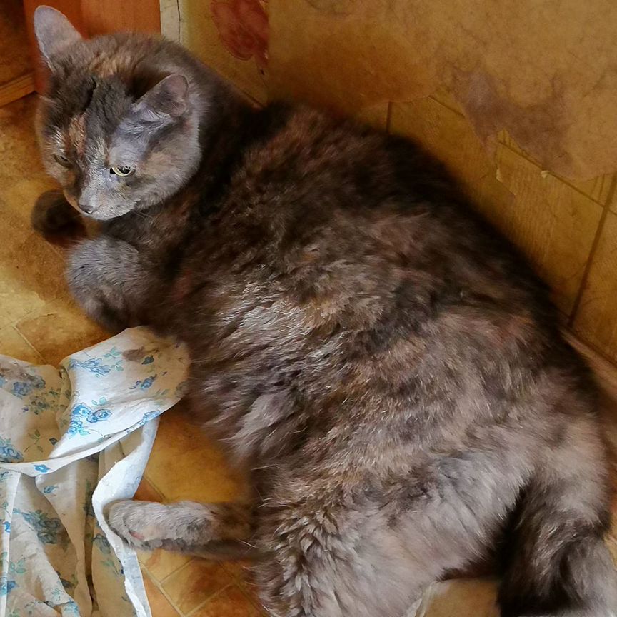 Взрослая, кошка в добрые руки