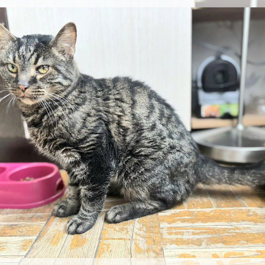 Взрослый кот в добрые руки