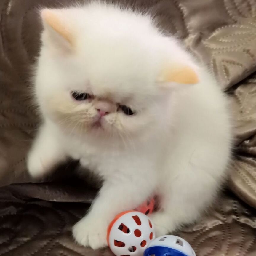 Экзотический короткошёрстный котёнок