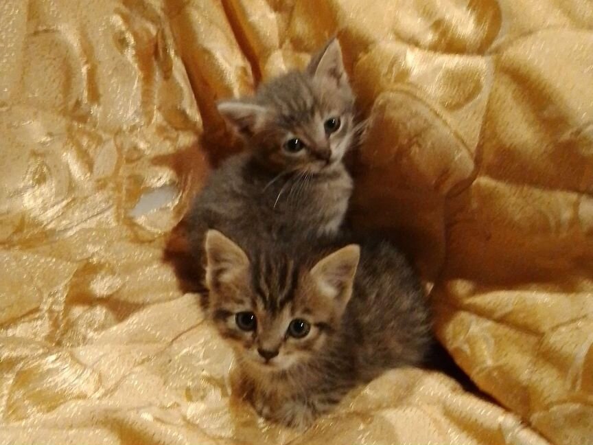 Продаю котят