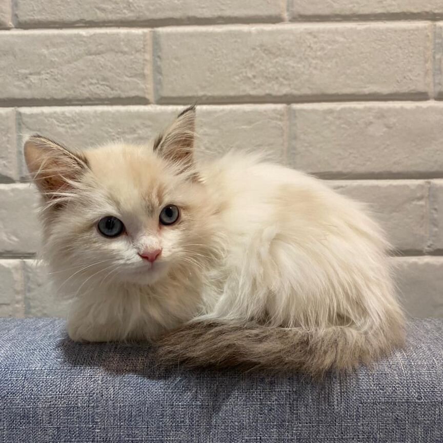 Девчушка 2 месяца