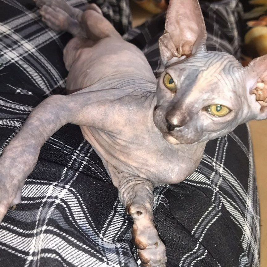 Канадский сфинкс котенок