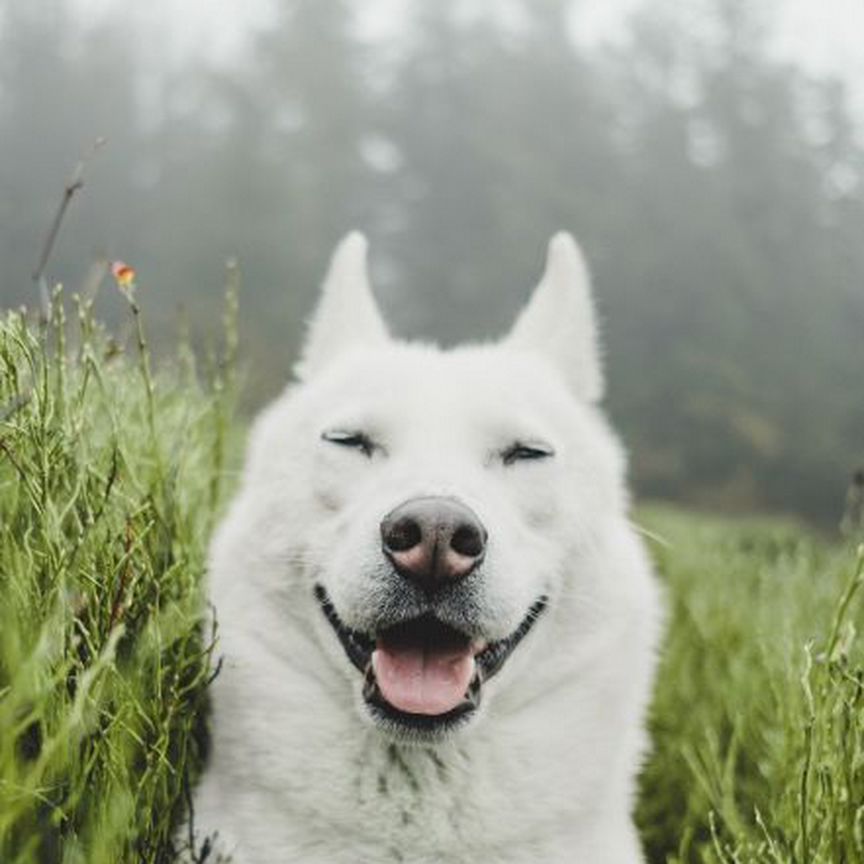 Для белых собак Super White Bio-Groom