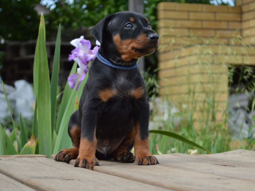 Немецкий пинчер щенки