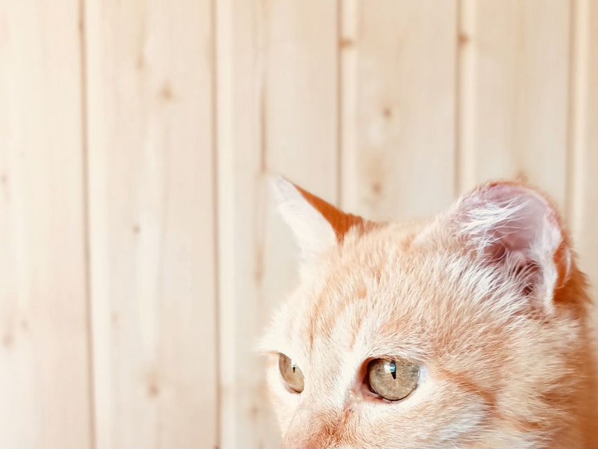 Рыжая кошка