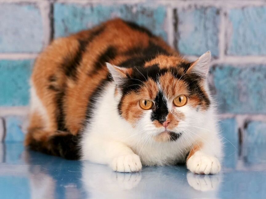 Трёхцветная кошечка Дуся