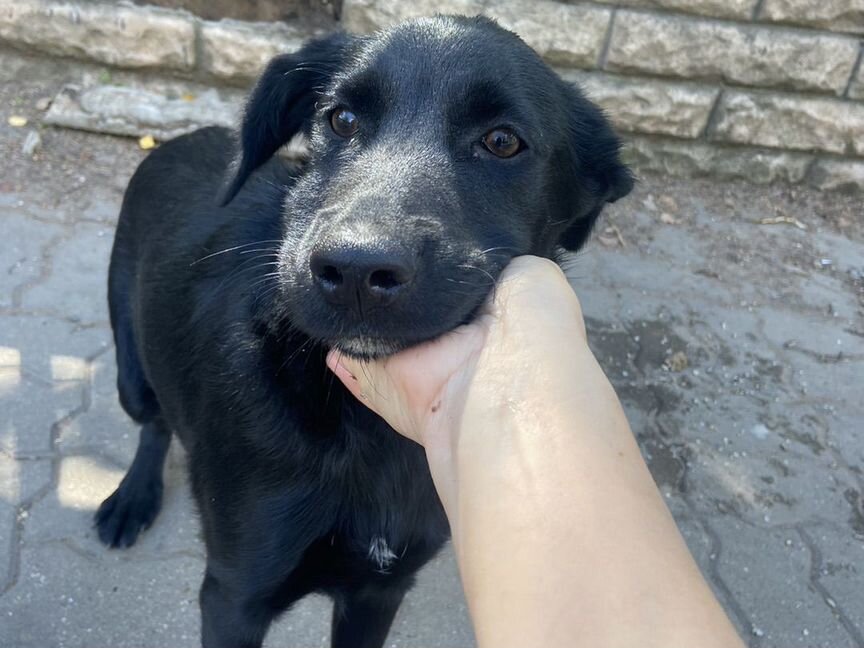 Собака