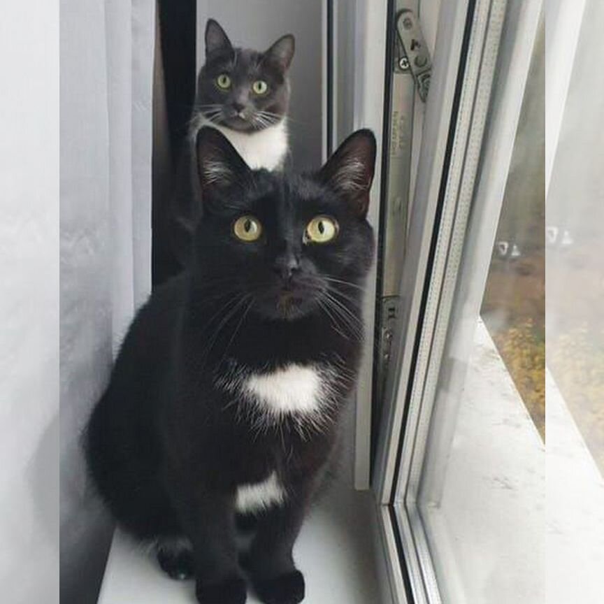 Котики в добрые руки