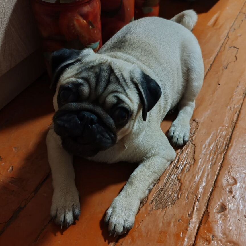 Мопс, щенок