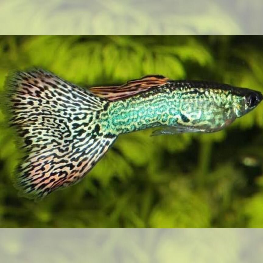 Рыбки гуппи