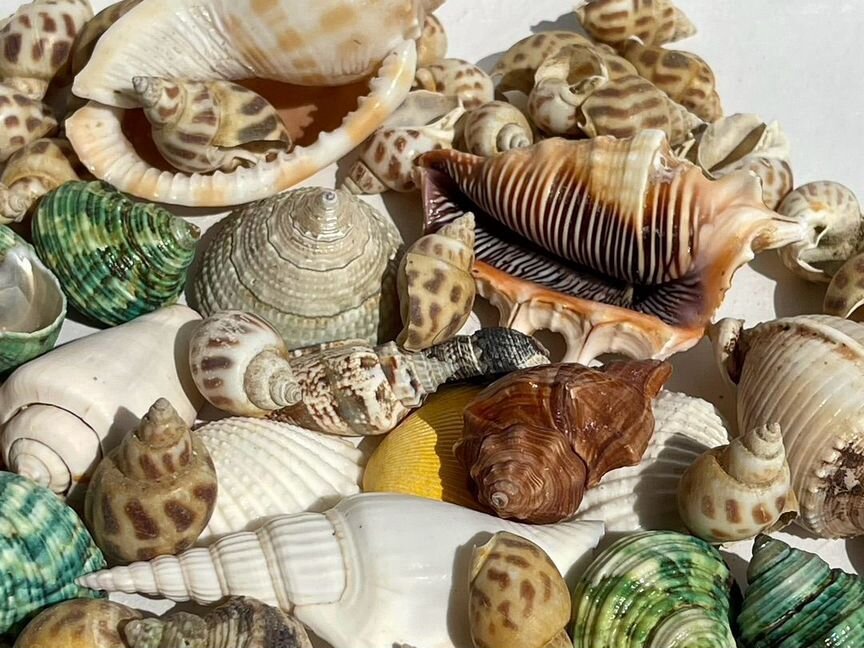 Набор ракушек