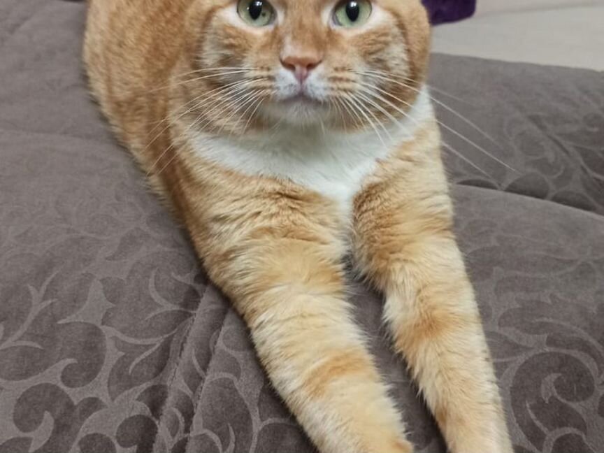 Кот жених Лимон