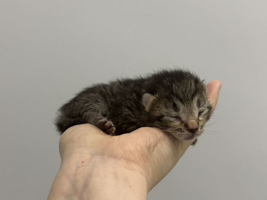 Котята
