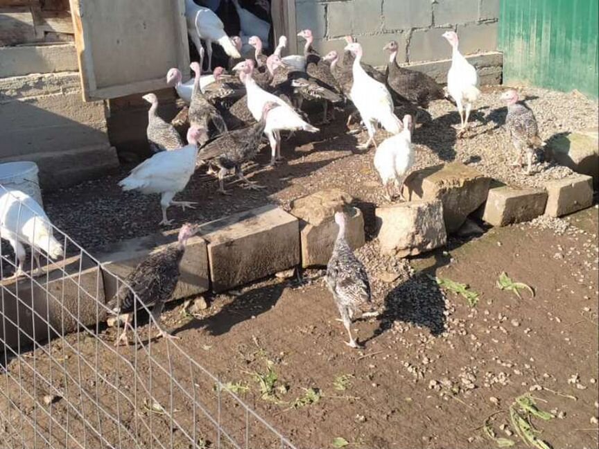 Индюки домашние