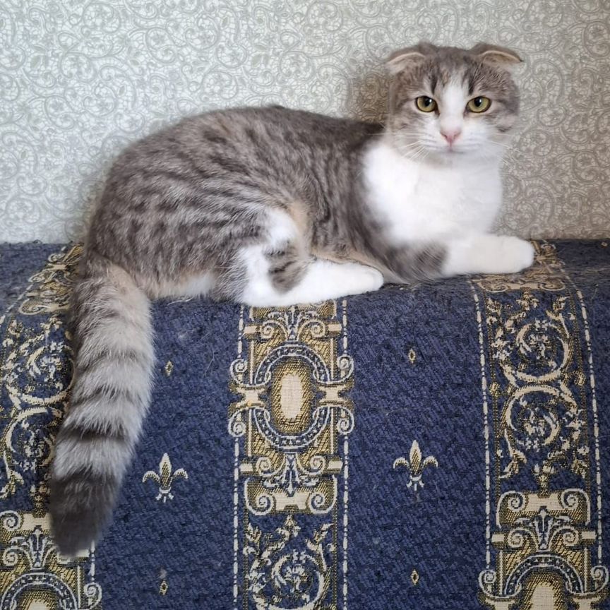 Кошка вислоухая