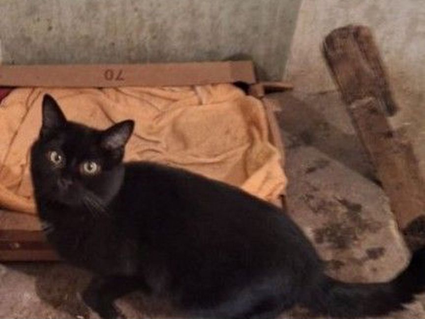 Стерилизованная кошка в добрые руки