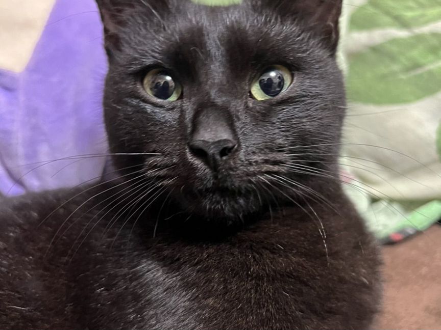 Кошка