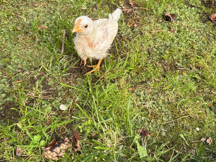 Цыплята двух недельные