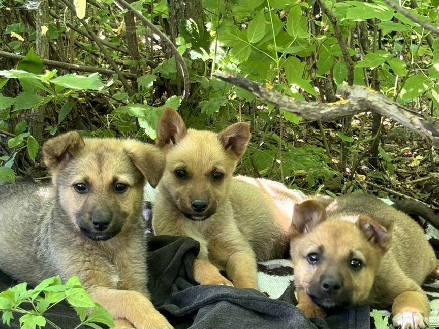 Собака в добрые руки отдам бесплатно